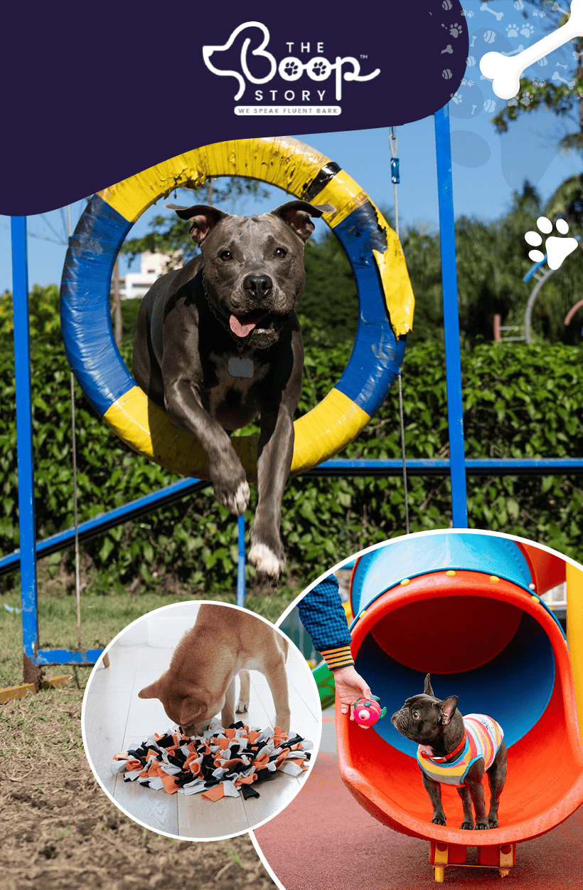 5 Fun Enrichment Activities to Keep Your Dog Mentally Sharp | Dog Park ...